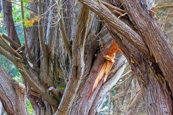 When To Get Rid Of A Tree – Carolina Classic Home